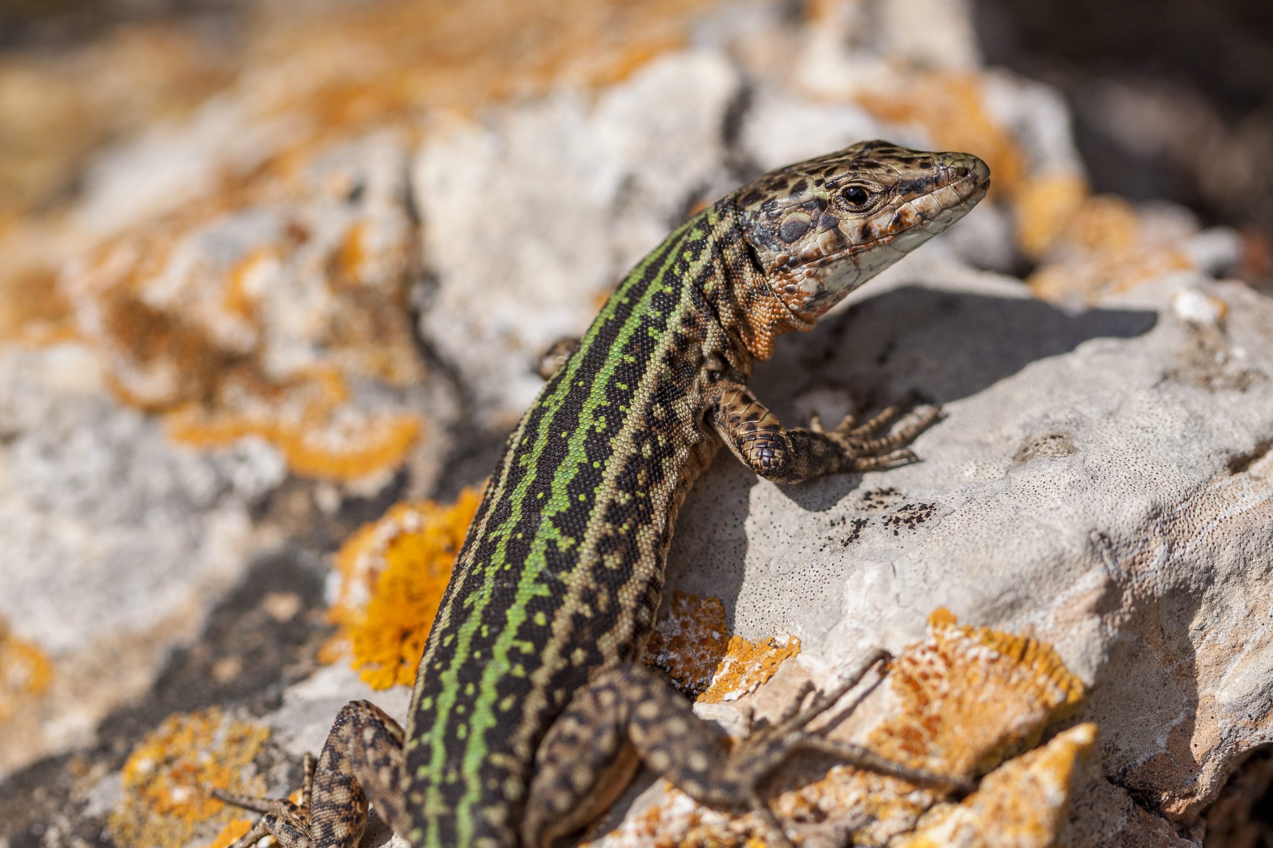 Marina Ibiza becomes truly unique refuge for native wall lizards ...